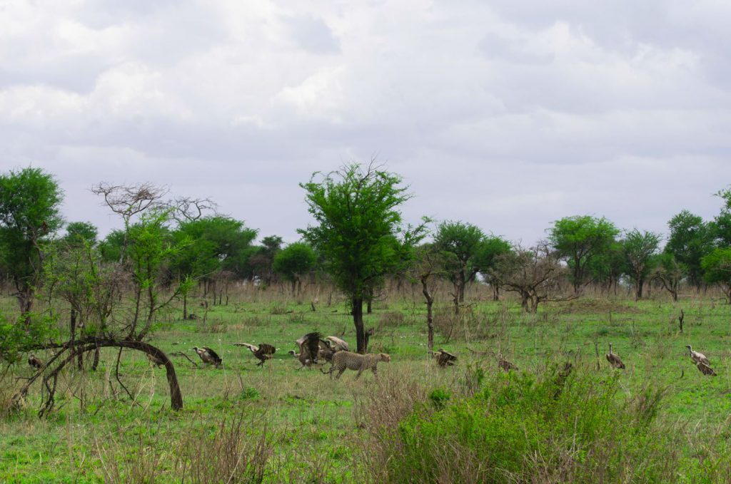 9 Days Wildlife Safaris In Tanzania | Serengeti, Ngorongoro, Tarangire ...